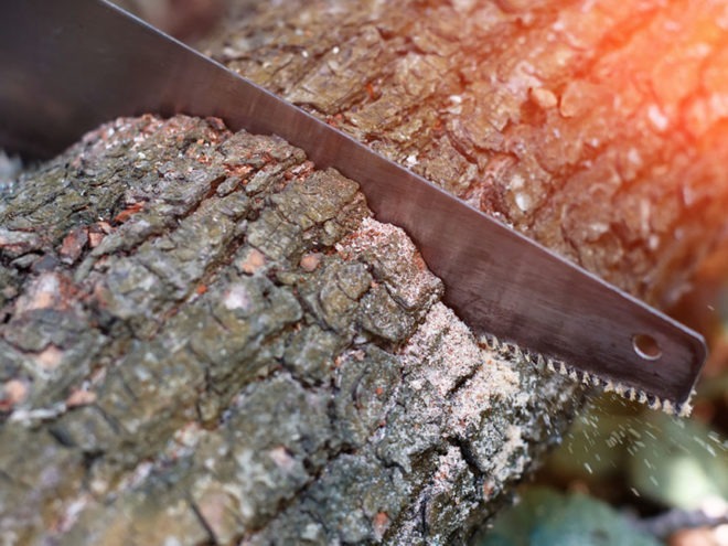 Types of Saws for Cutting, Trimming & Pruning Trees - Timber Gadgets