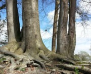 Beech Firewood: A Complete Guide - Timber Gadgets