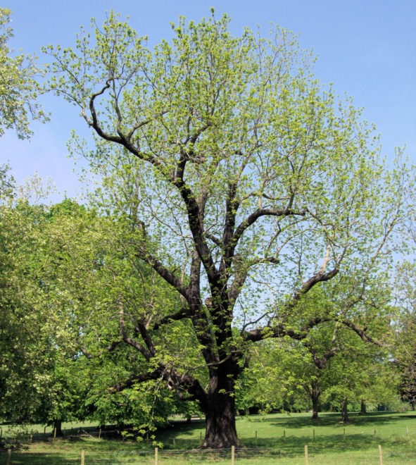 Walnut Firewood: A Complete Guide - Timber Gadgets