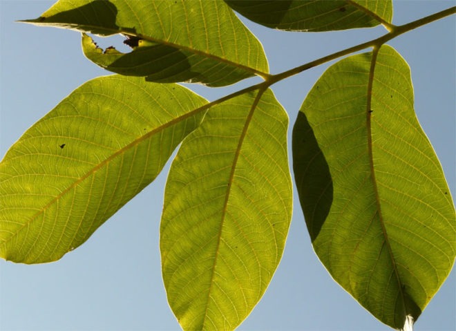 Walnut Firewood: A Complete Guide - Timber Gadgets