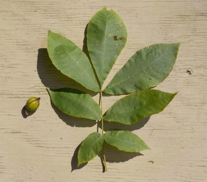 Hickory Firewood: How Good Is It? - Timber Gadgets